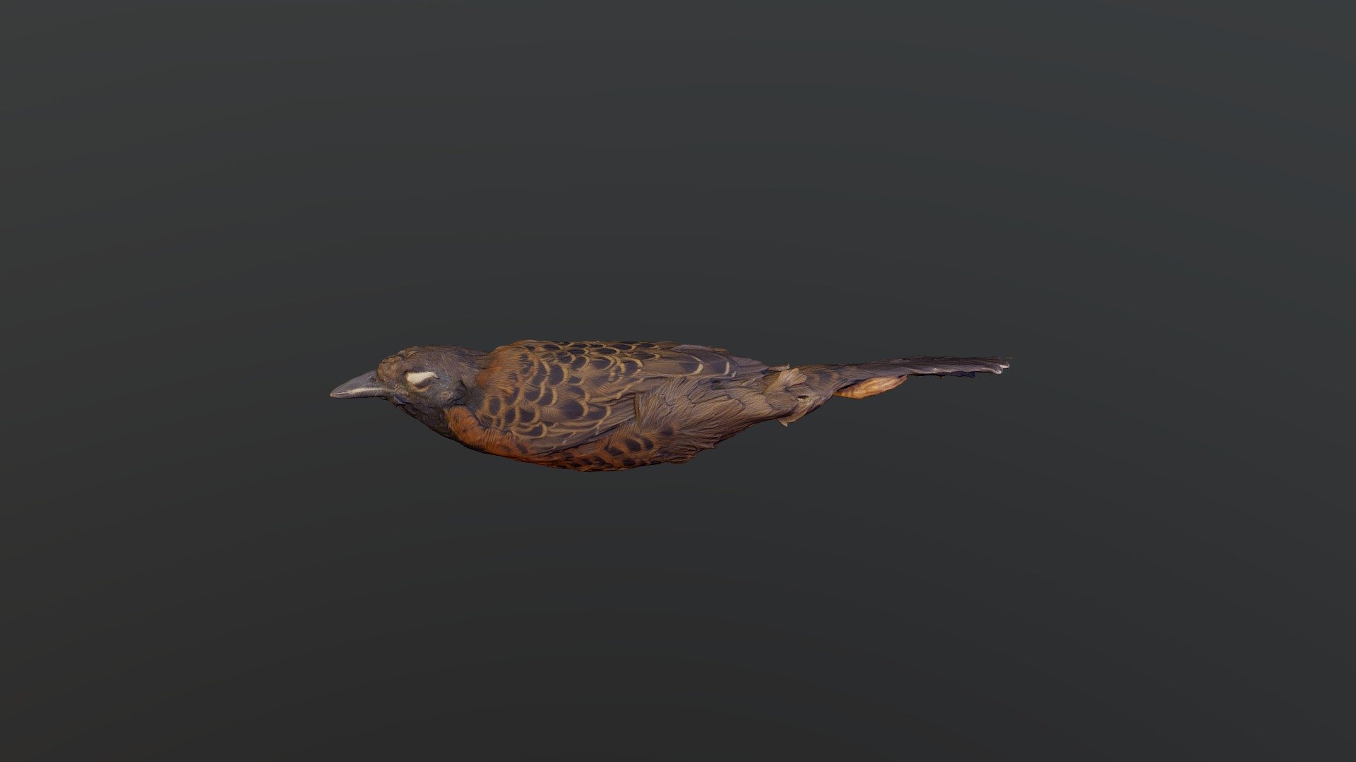 Ocellated Antbird - Phaenostictus mcleannani - Download Free 3D model ...