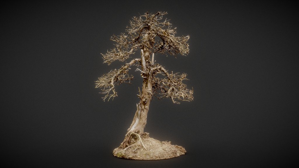 Tree - A 3D model collection by twinmotion-3e738b - Sketchfab