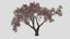 Tree Sakura - Download Free 3D model by RosticOstafi [4a201fe] - Sketchfab