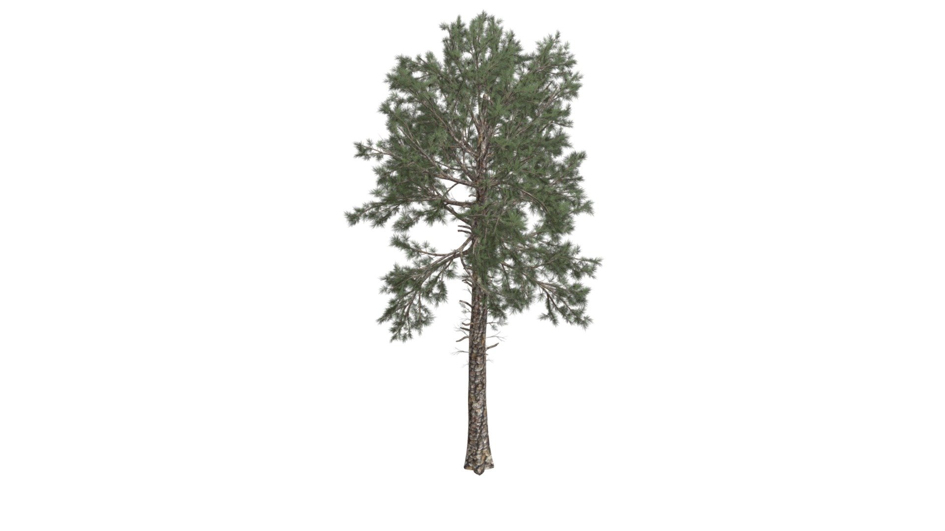 Loblolly Pine Tree #08 - Buy Royalty Free 3D model by meshshape ...