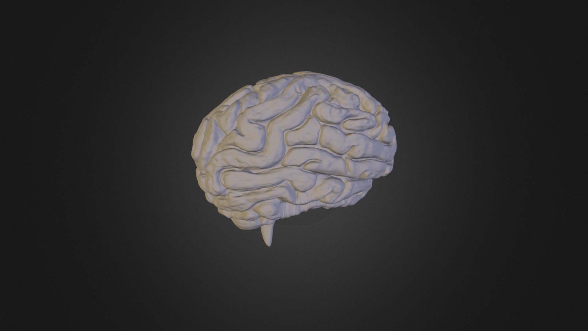 Brain - 3D model by Federico Marchesi (@Fed) [4a2cc1e] - Sketchfab