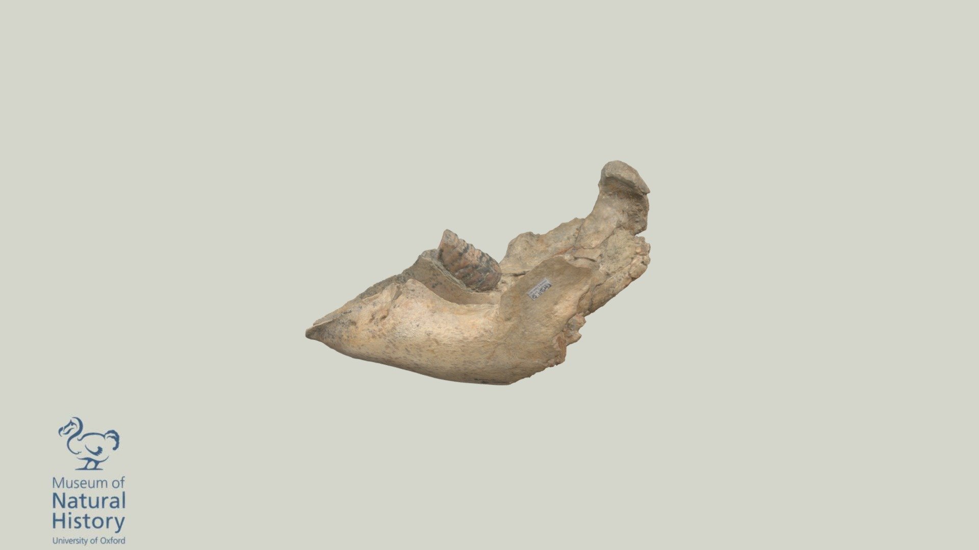 Baby steppe mammoth jaw (OUMNH PAL-Q.11543) - 3D model by Oxford ...