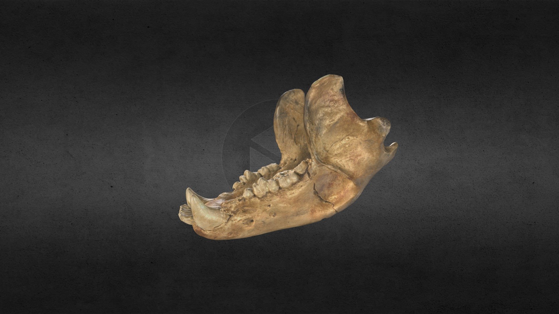 Arctodus simus (short - faced bear) Lower Jaw - 3D model by The Mammoth ...