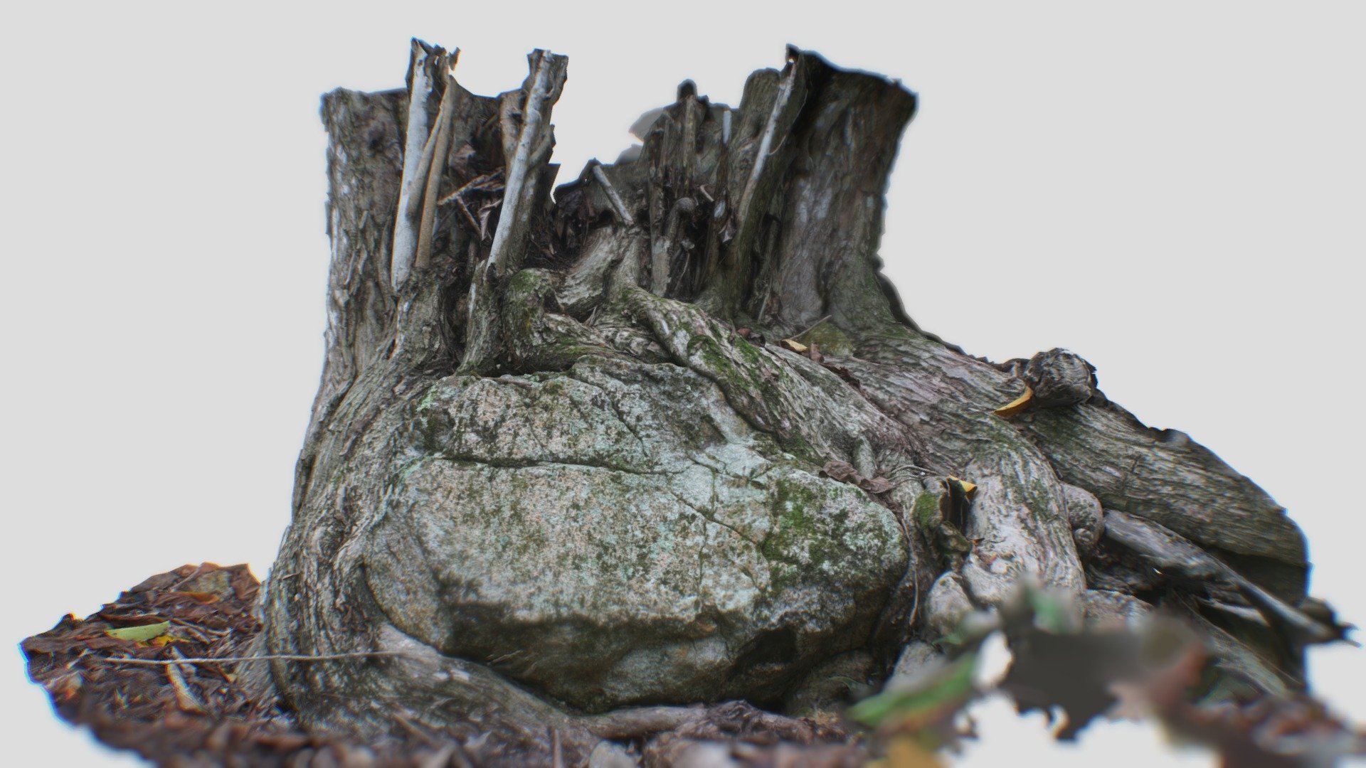 Rock roots - Download Free 3D model by stuff scanner (@boypuff ...