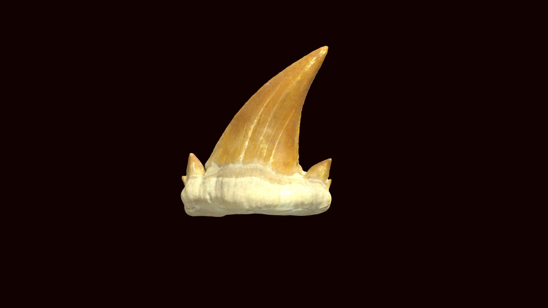 Fossil shark tooth (VCU_3D_8307) - Download Free 3D model by Virtual Curation Lab ...