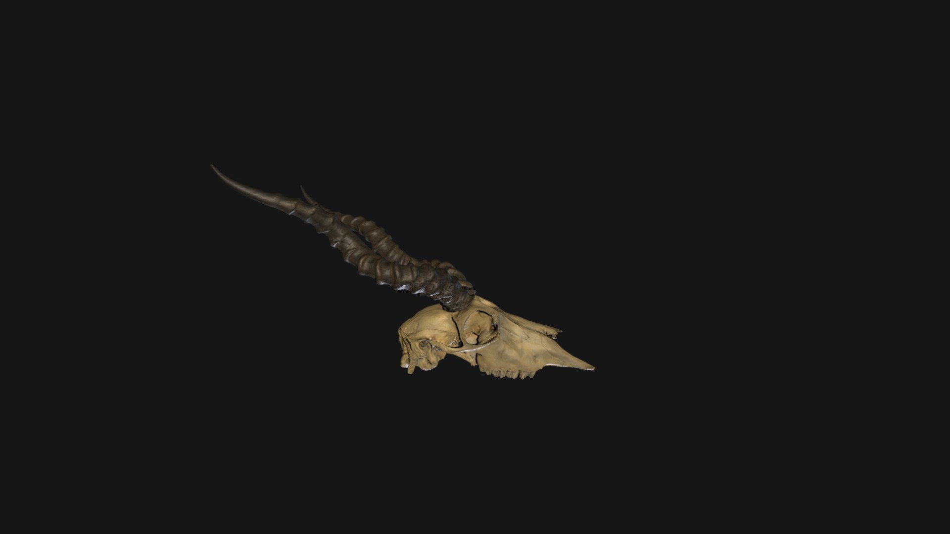Blackbuck Skull - 3D model by Blackburn Lab (@ufherps) [4a3ca98 ...
