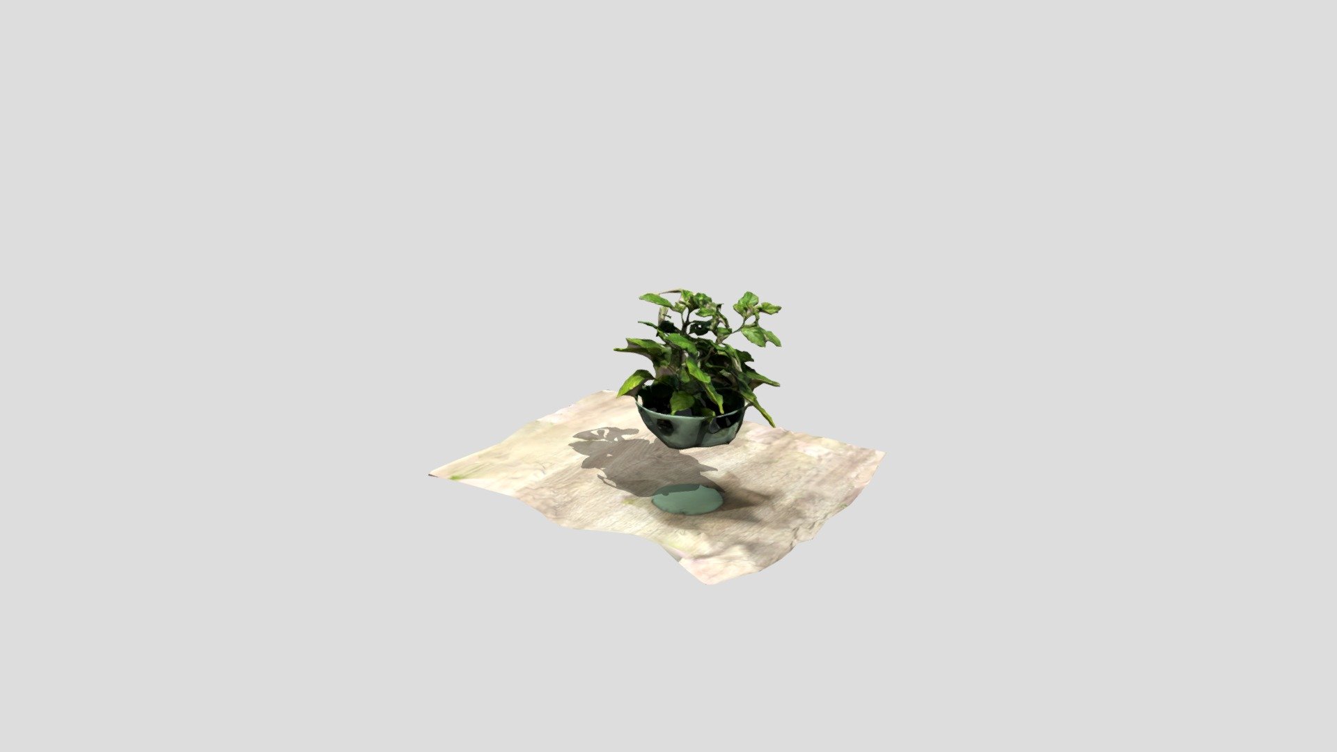 Plant Scan - 3D model by shutingzhou.2279 [4a40314] - Sketchfab