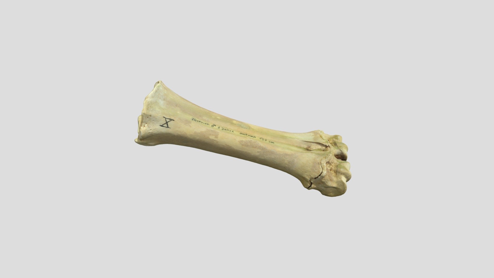 Bones (science project) - 3D model by Mineralogia [4a42314] - Sketchfab