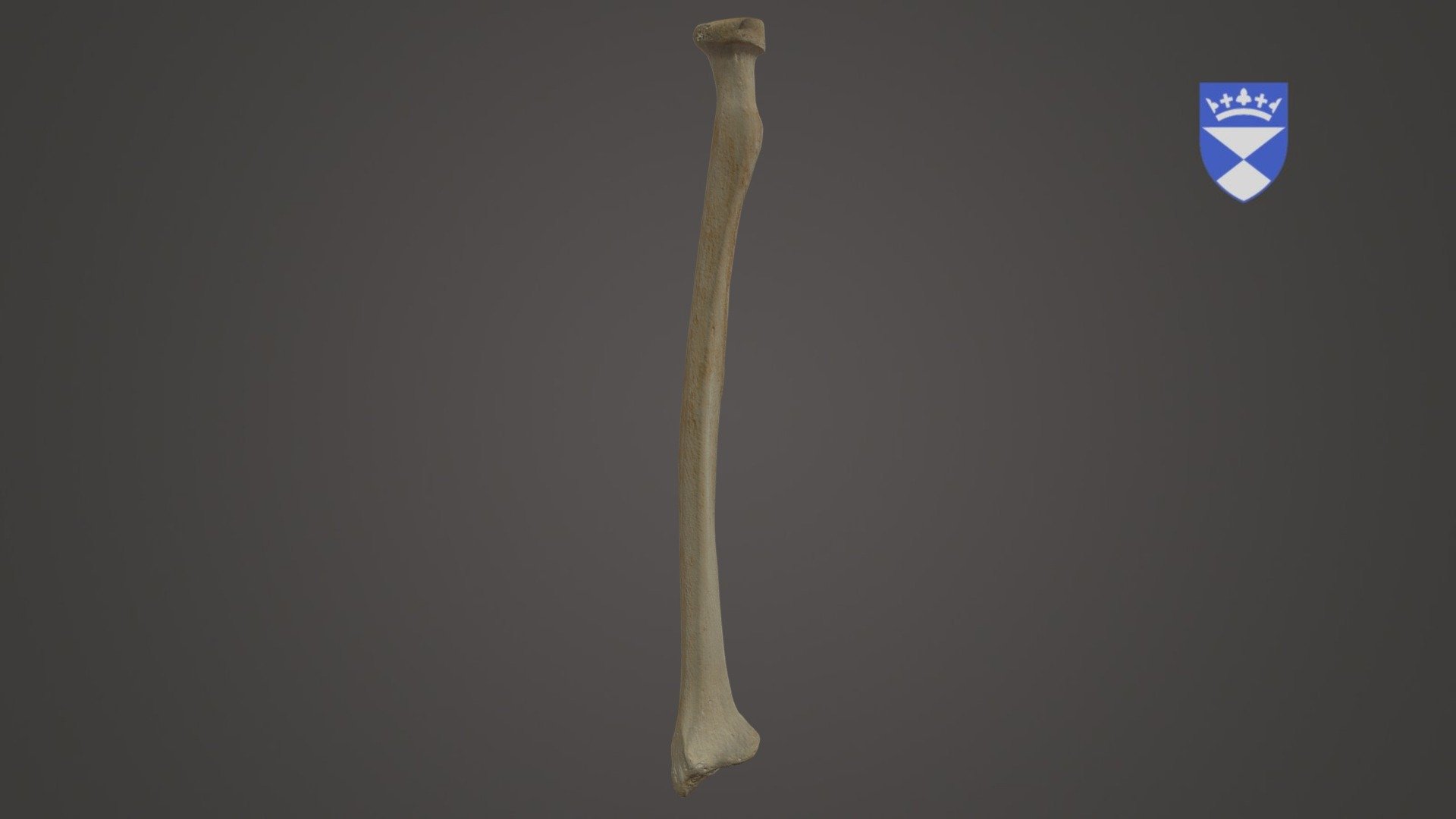 Radius - 3D model by University of Dundee, CAHID (@anatomy_dundee ...