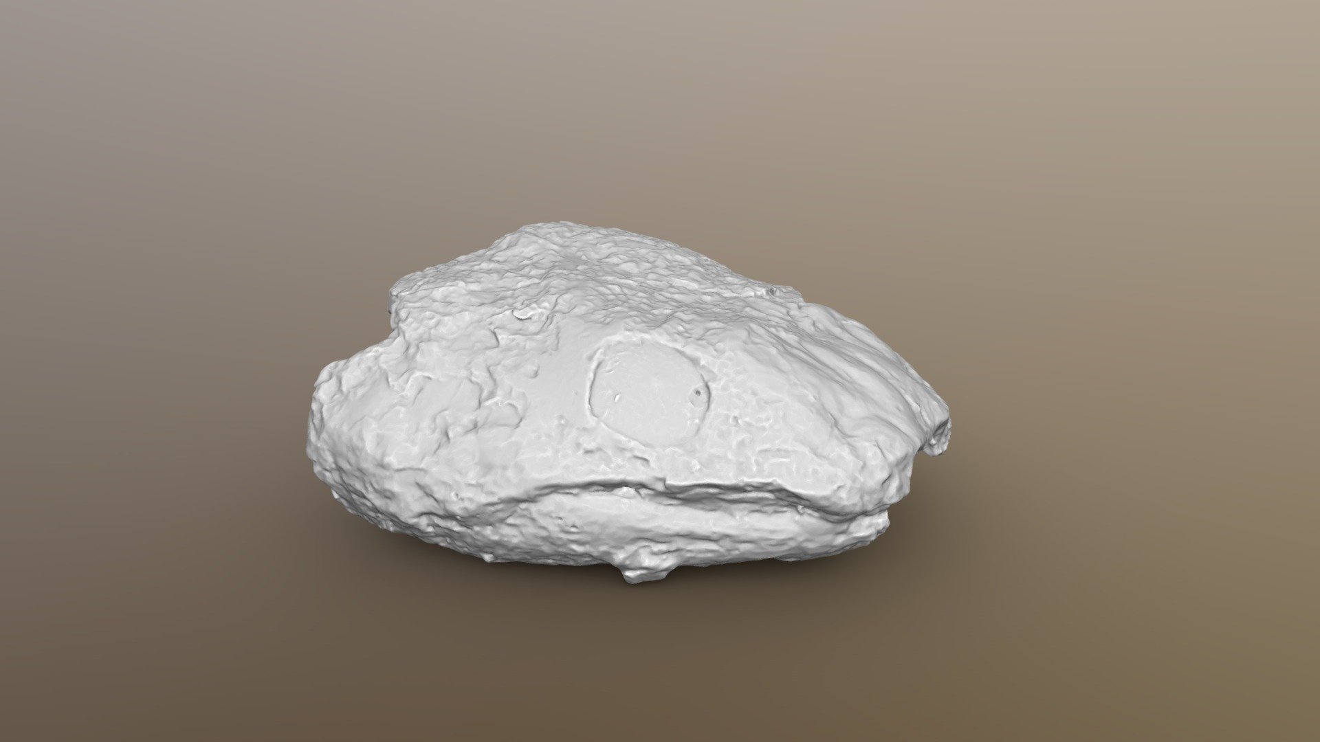 Kotlassia prima - Download Free 3D model by Paleontological museum SPbU ...