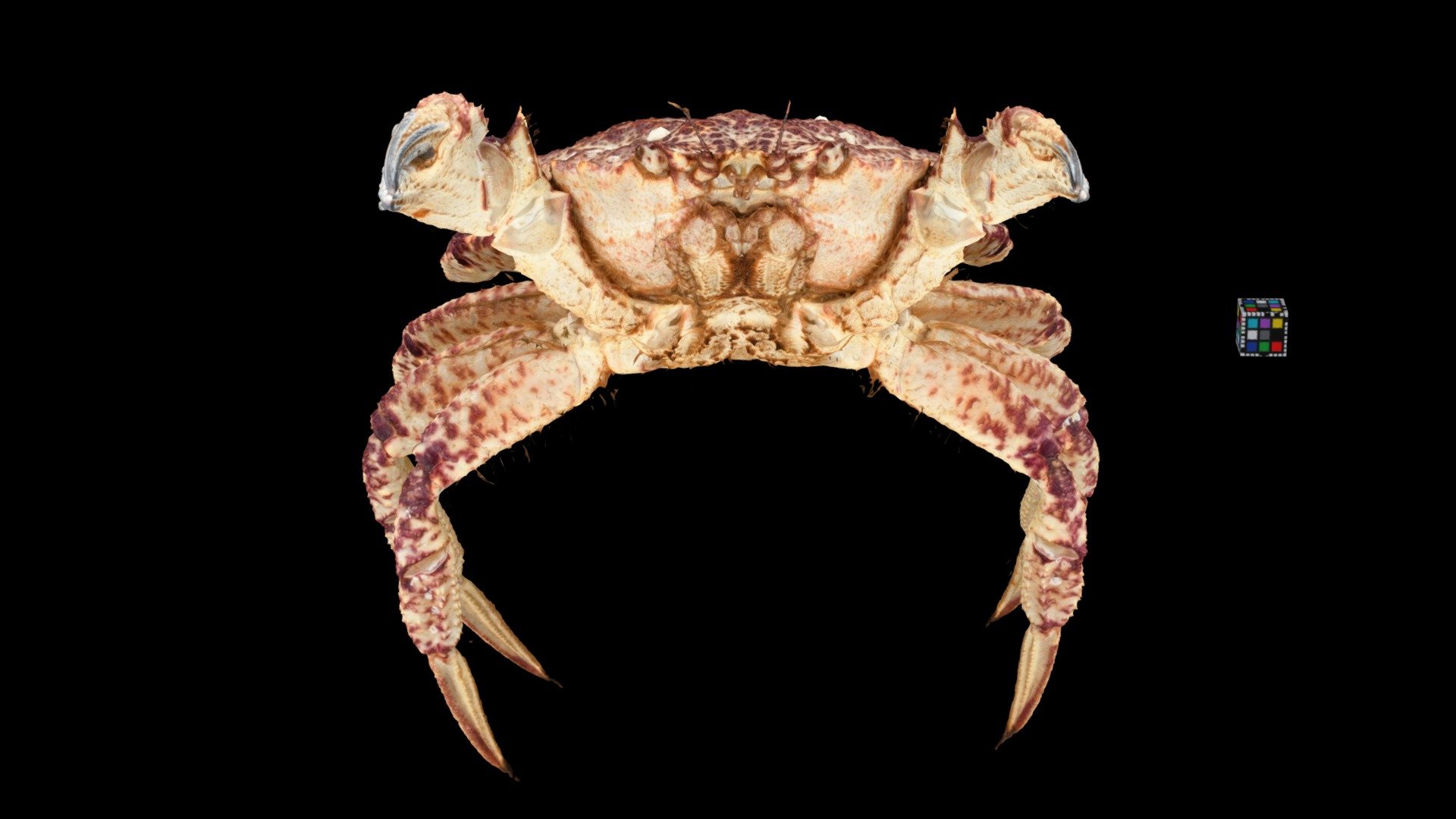 トゲクリガニ ♂ Helmet Crab, Telmessus acutidens - Download Free 3D model by ...
