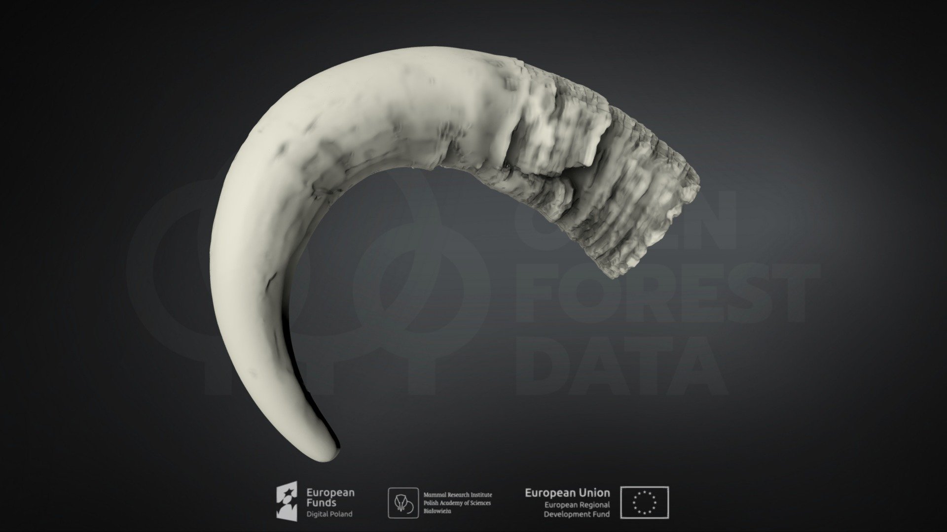 European bison horn - Download Free 3D model by Mammal Research ...