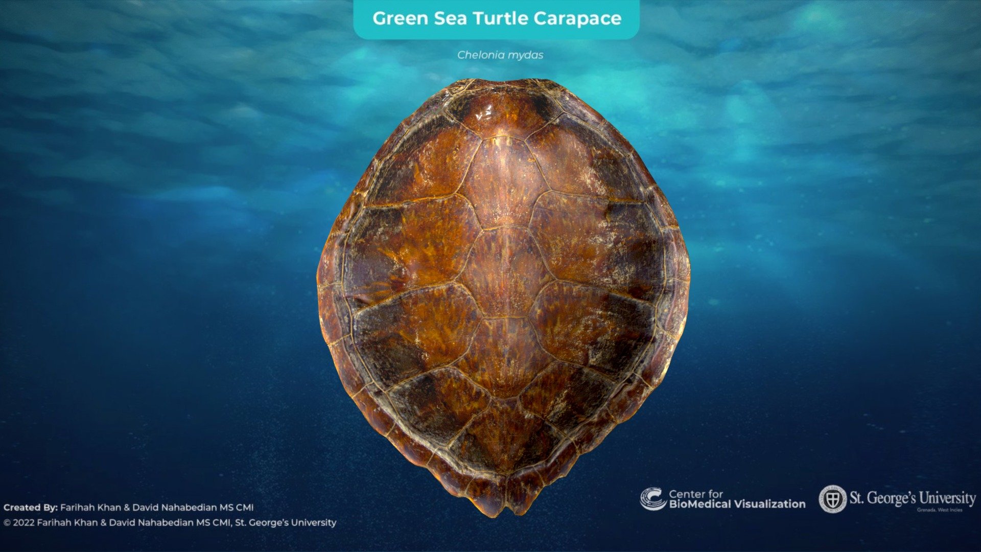 Green Sea Turtle Carapace (Chelonia mydas) - 3D model by The Center for ...