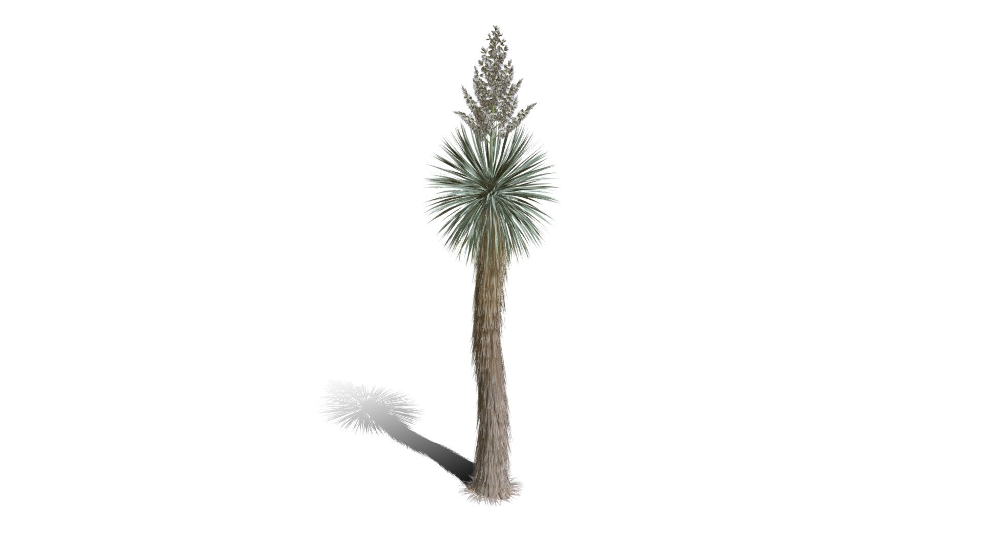Realistic HD Beaked yucca (5/30) - Buy Royalty Free 3D model by ...