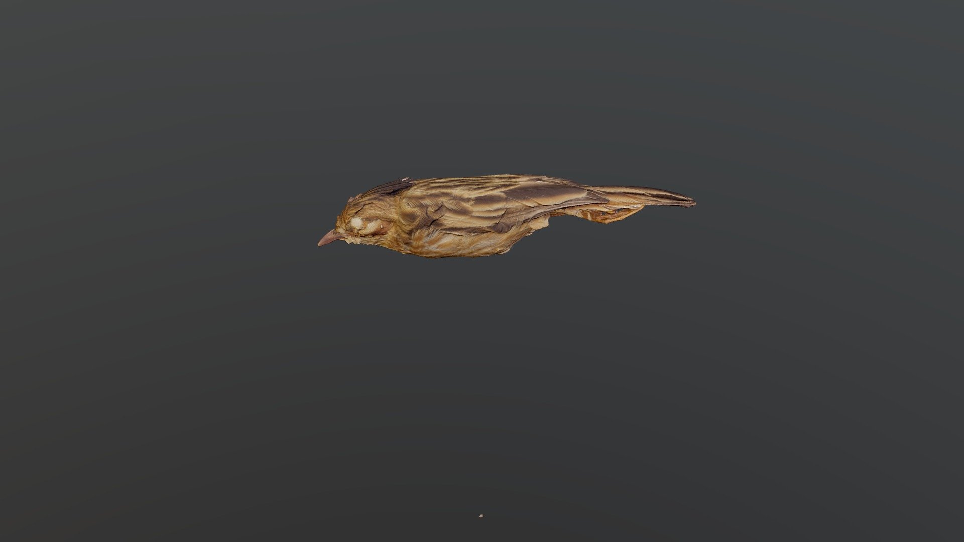 Lark-like Bushrunner - Coryphistera alaudina - Download Free 3D model ...