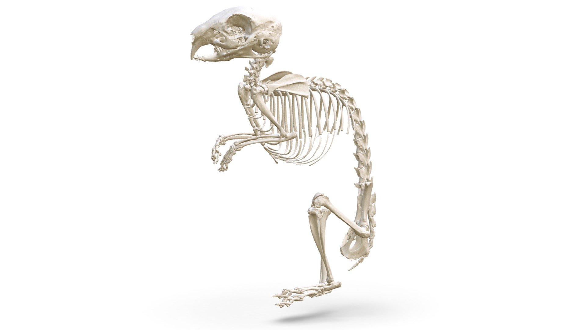 Microcavia niata (MSB:Mamm:265516) - 3D model by Biodiversity [4a62792 ...