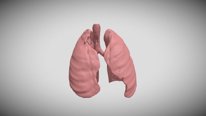 Lungs 3D models - Sketchfab