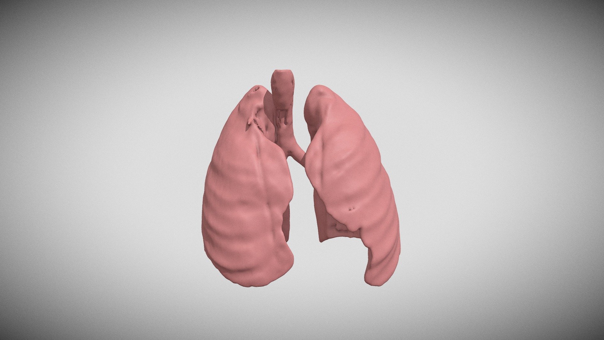 Lung model - Download Free 3D model by Nahiarapa [4a6ac26] - Sketchfab