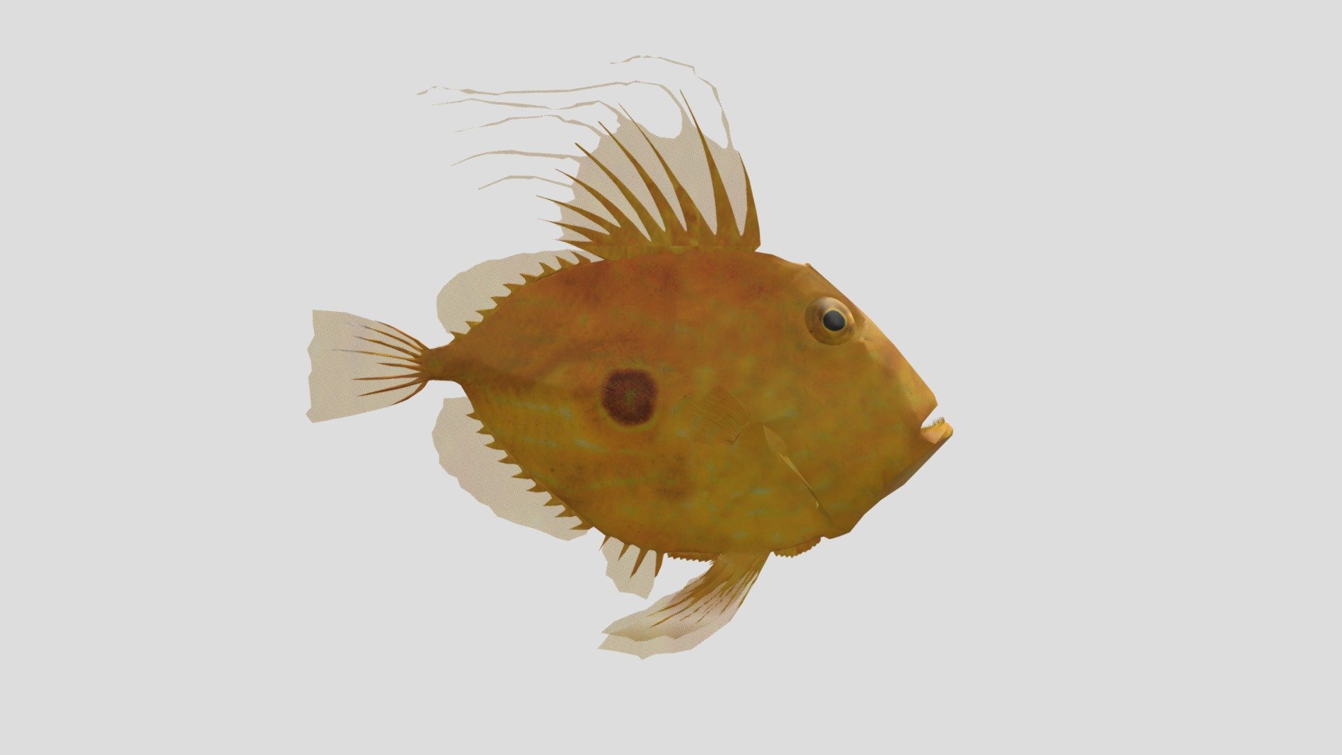 John Dory - Download Free 3D model by victorberdugo1 [4a71283] - Sketchfab
