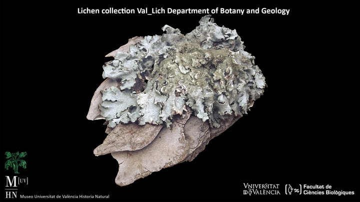 Lichen 3D models - Sketchfab