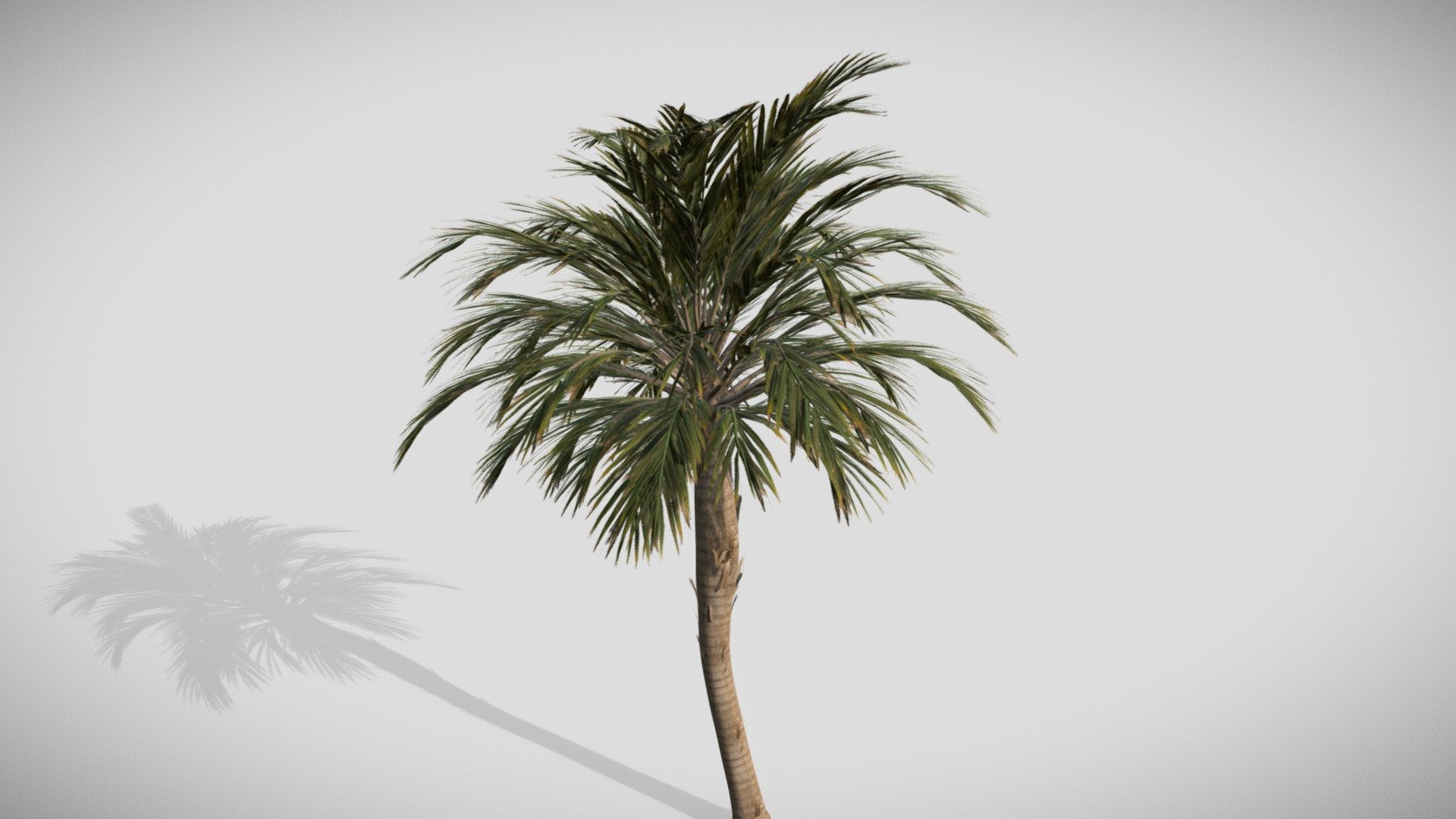 palm tree - Download Free 3D model by blend.file (@blendfile) [4a8a90b ...