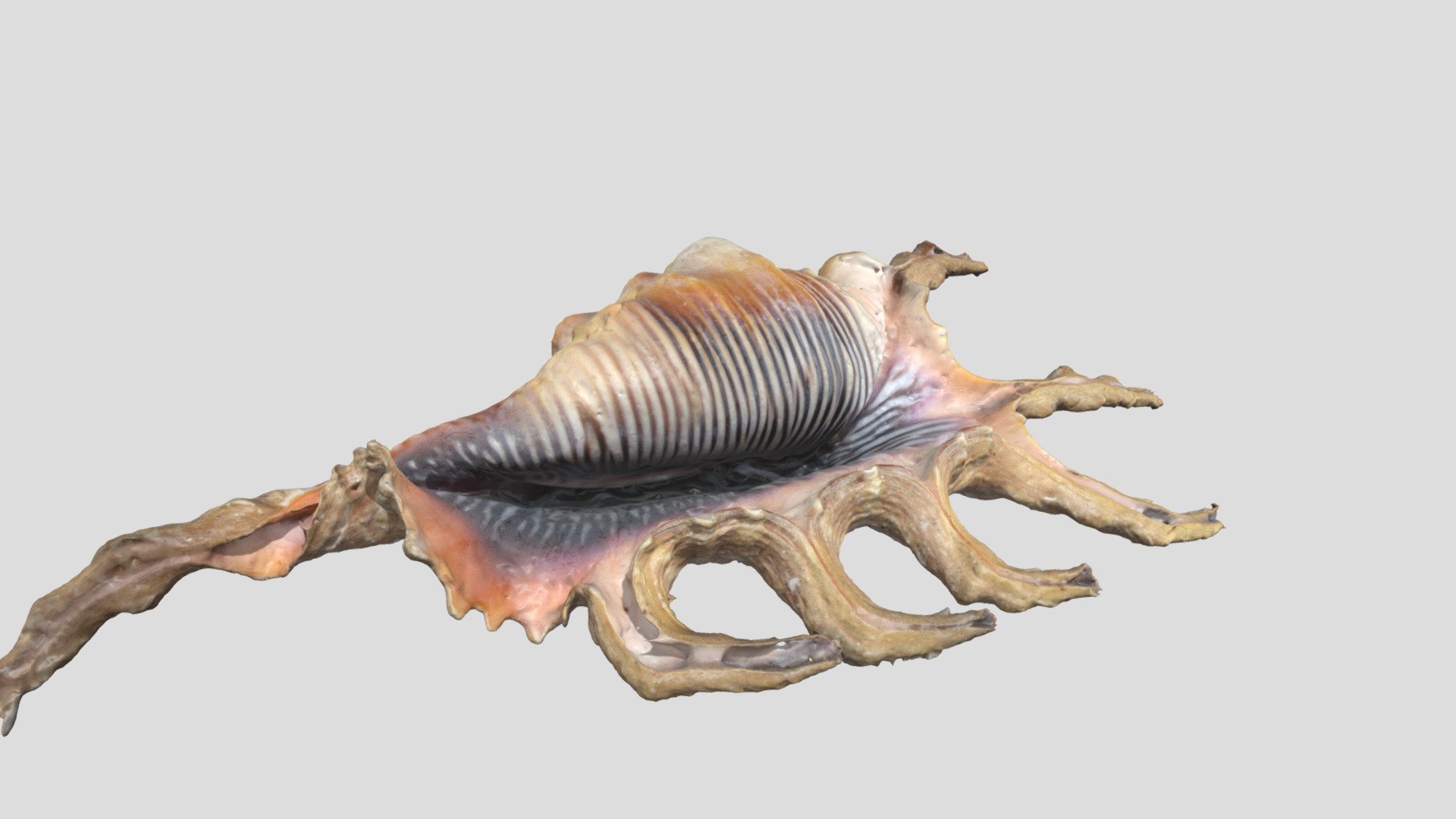 Photogrammetric Sea Shell - Download Free 3D model by mh-99 [4a906da ...