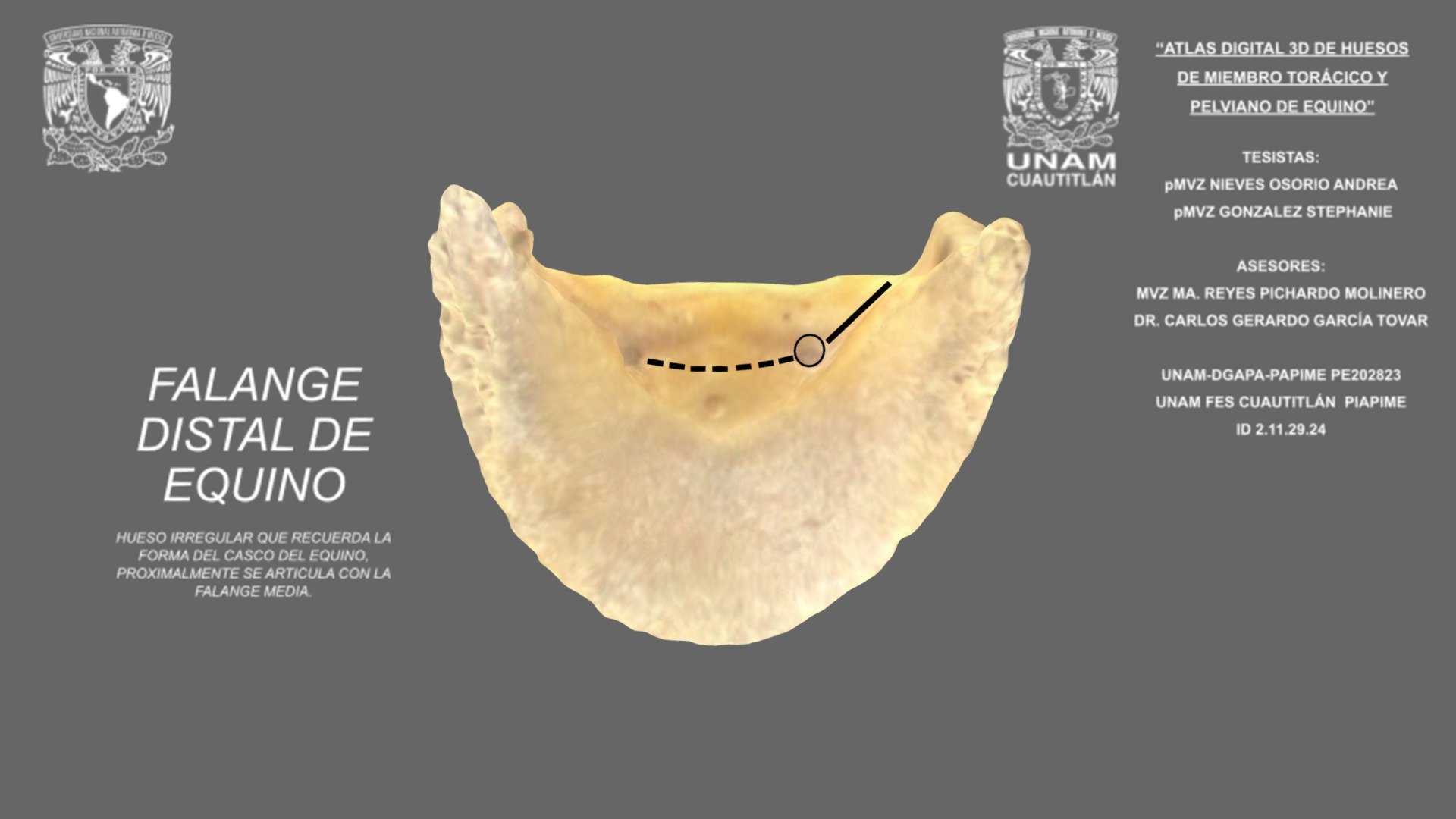 Falange distal de equino (Parte 2) - 3D model by Anatomía Veterinaria ...