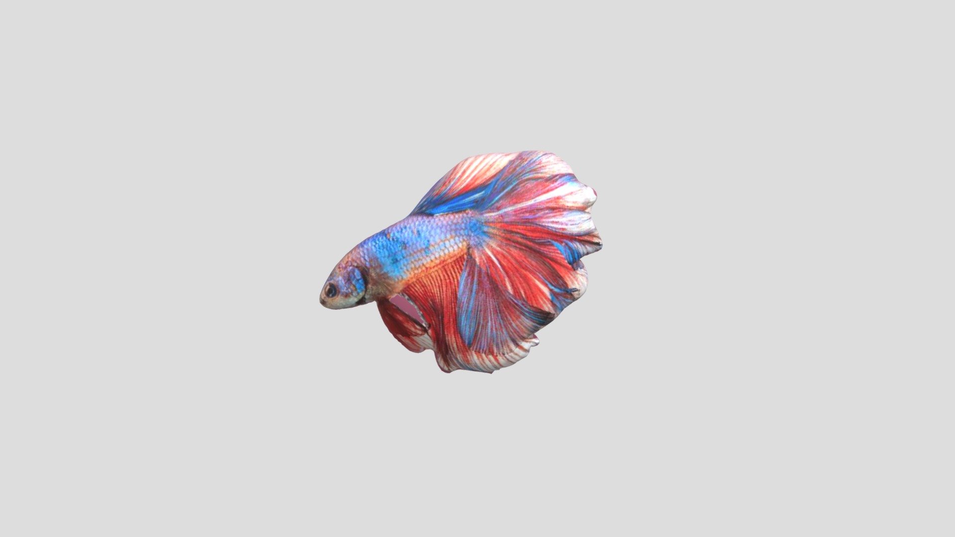 Ikan Cupang - Download Free 3D model by rinatan [4aa59ce] - Sketchfab