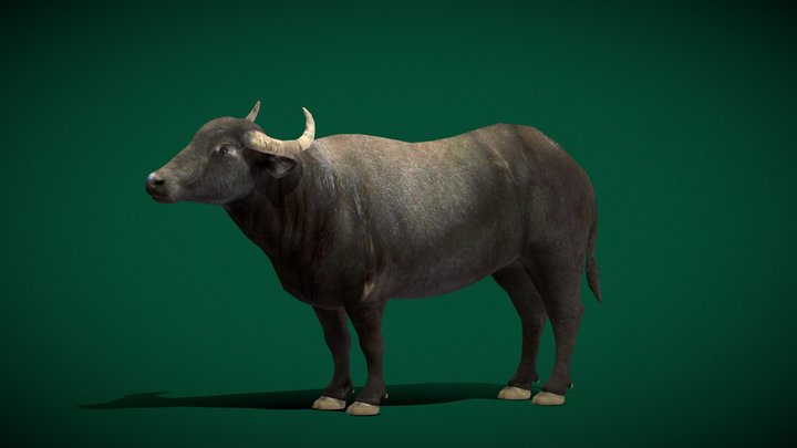 Buffalo 3D models - Sketchfab