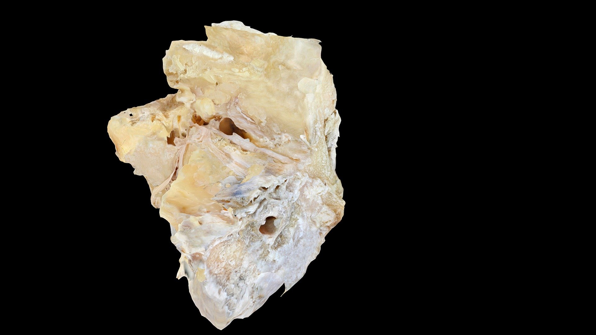 ucho_2022 - 3D model by zuryfix.com (@zuryfix) [4ab2212] - Sketchfab
