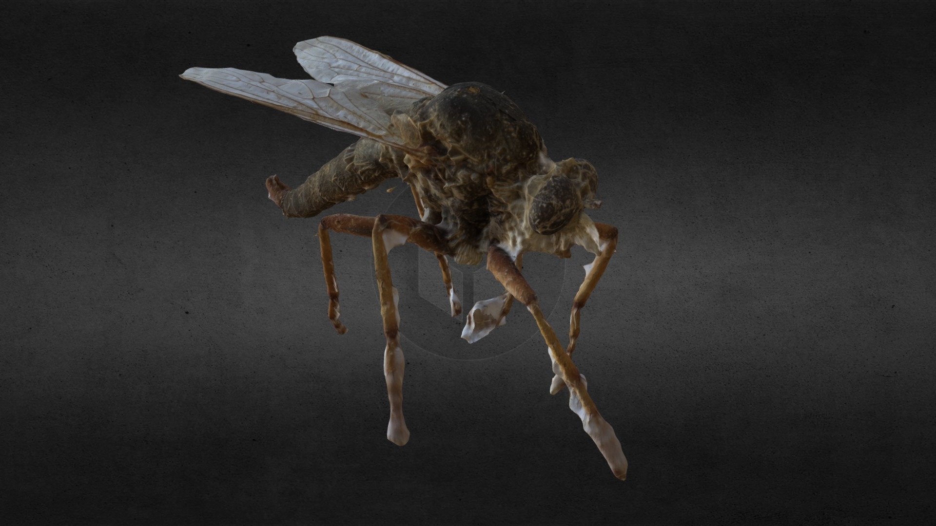 Acanthopleura ravus - Download Free 3D model by Geoffrey Marchal ...