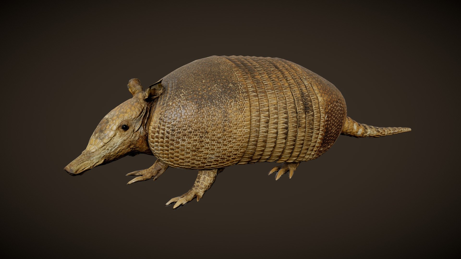 Armadillo - 3D model by 3Digit [4ab61cd] - Sketchfab