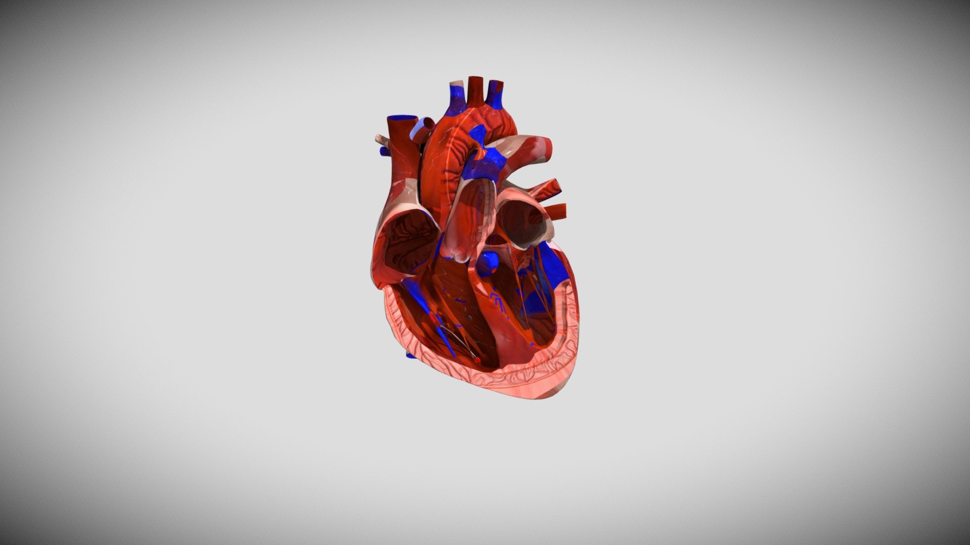 heart - Download Free 3D model by isparklekidz [4ab8a27] - Sketchfab