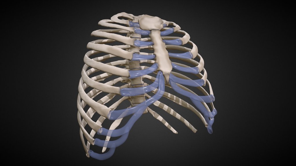 Bones of the torso - The rib cage - A 3D model collection by Beatriz ...