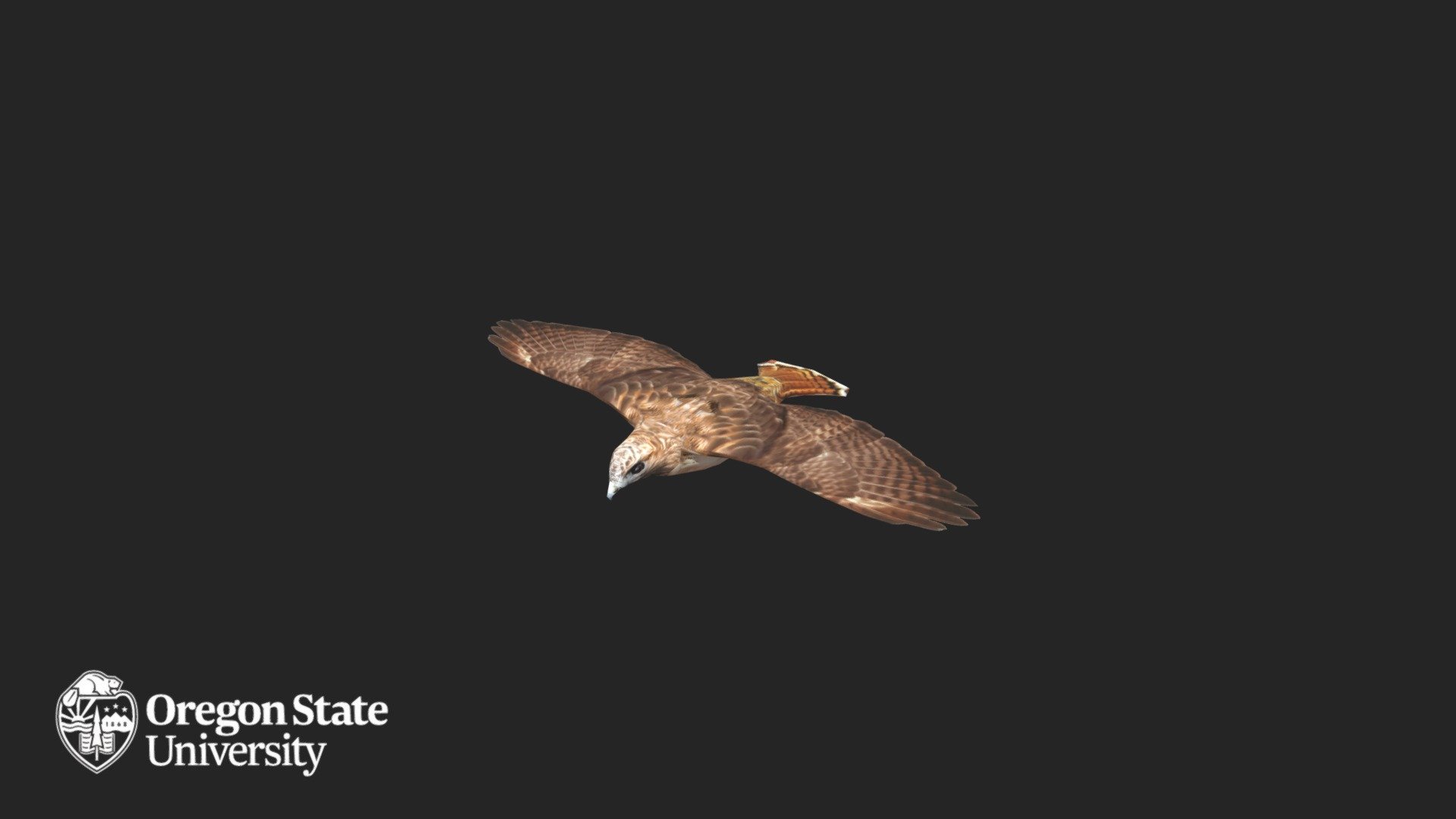Red-tailed Hawk - in Flight - Download Free 3D model by Oregon State ...