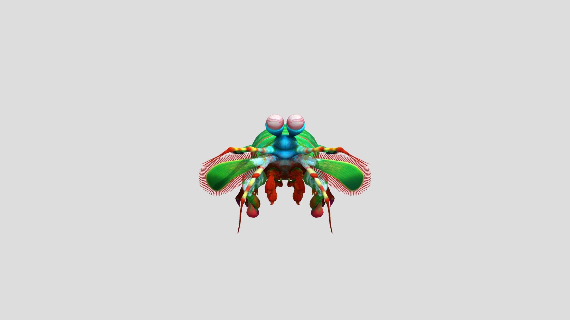 Mantis Shrimp 3D Interactive Model - 3D model by web3horizons ...