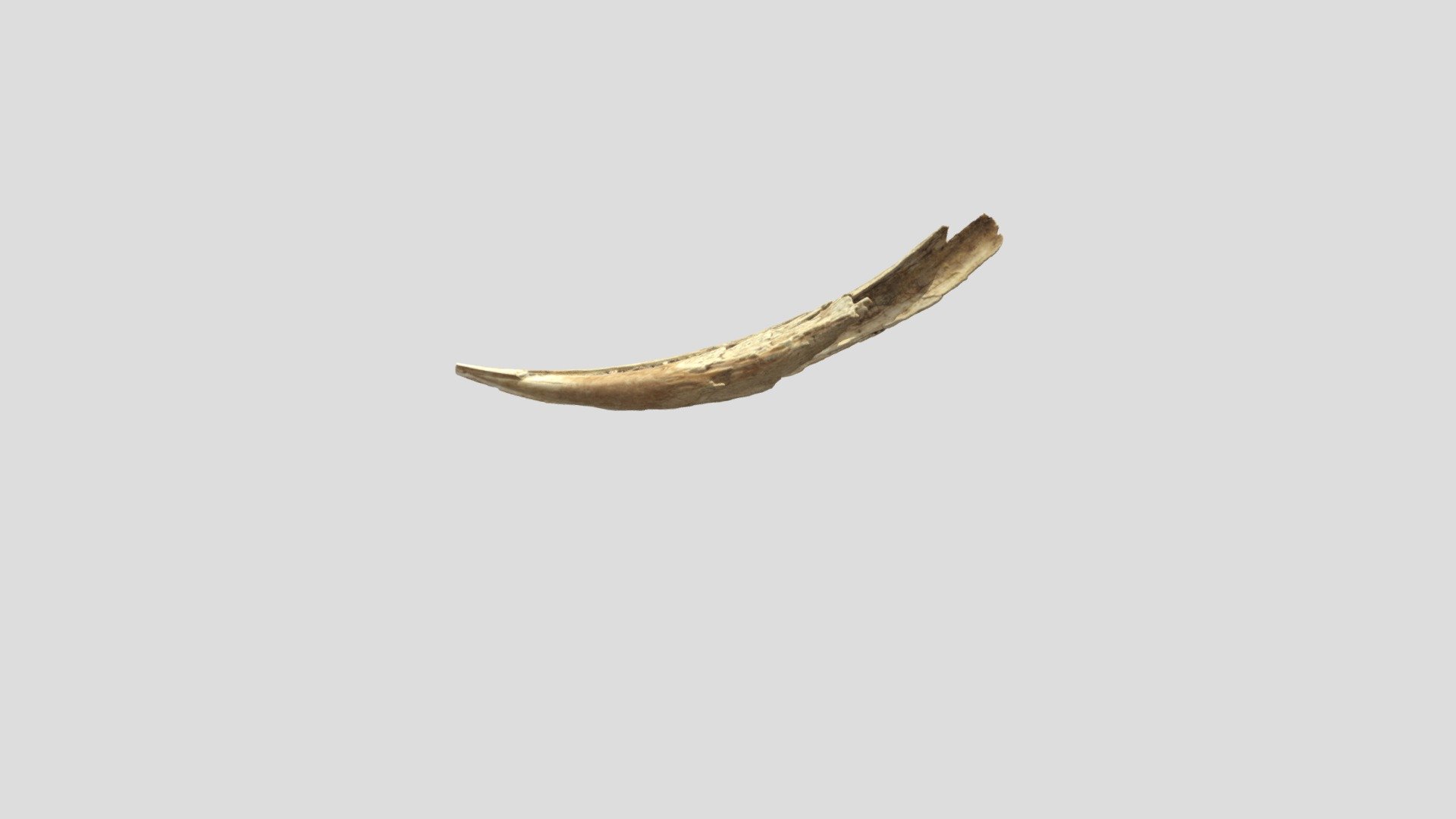 Mammoth Tusk Fragment (VCU_3D_5426) - Download Free 3D model by Virtual ...