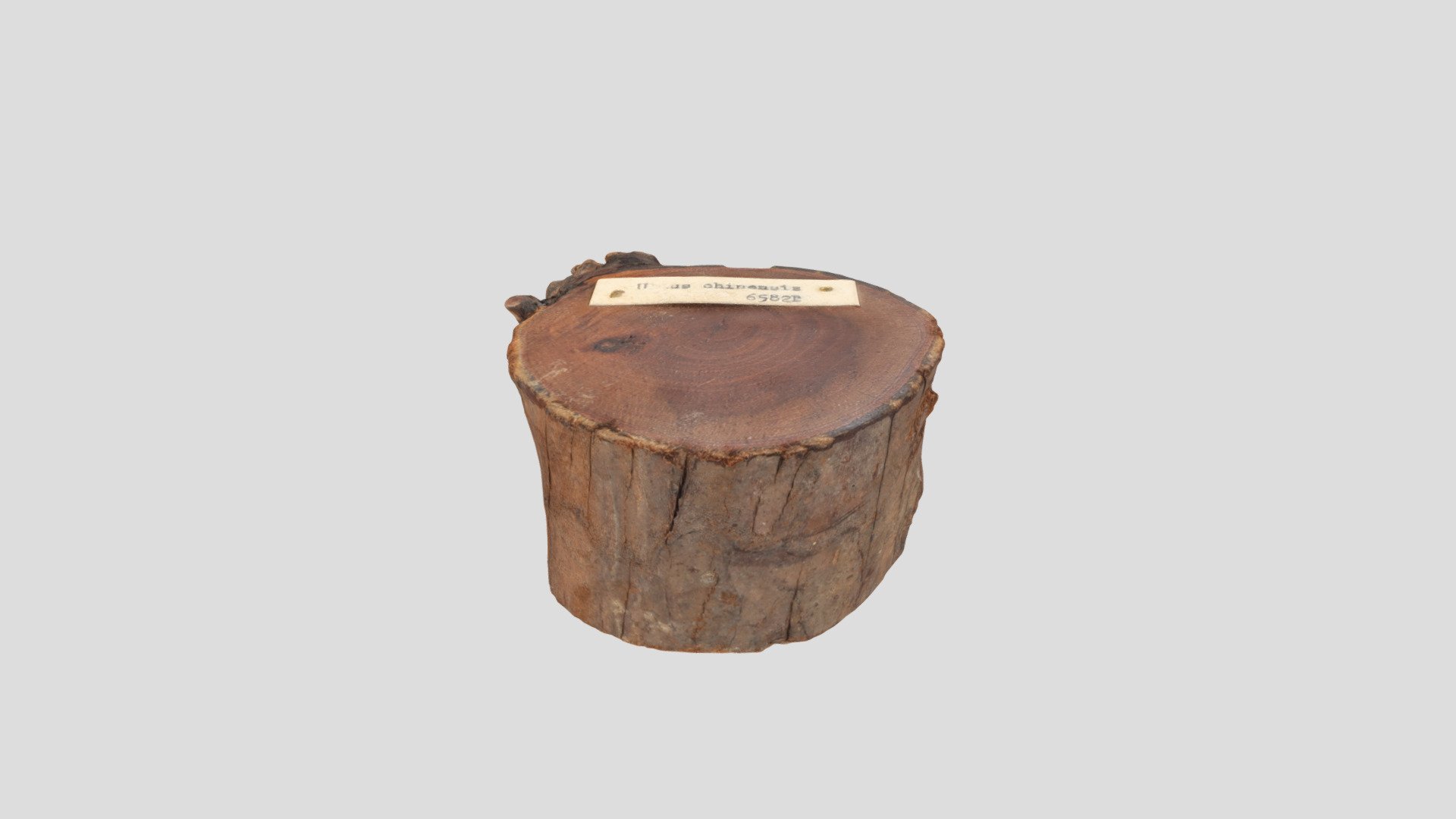 Wood Collection, Xylarium sample #19 - 3D model by SMA-UniGe [4ac2749 ...