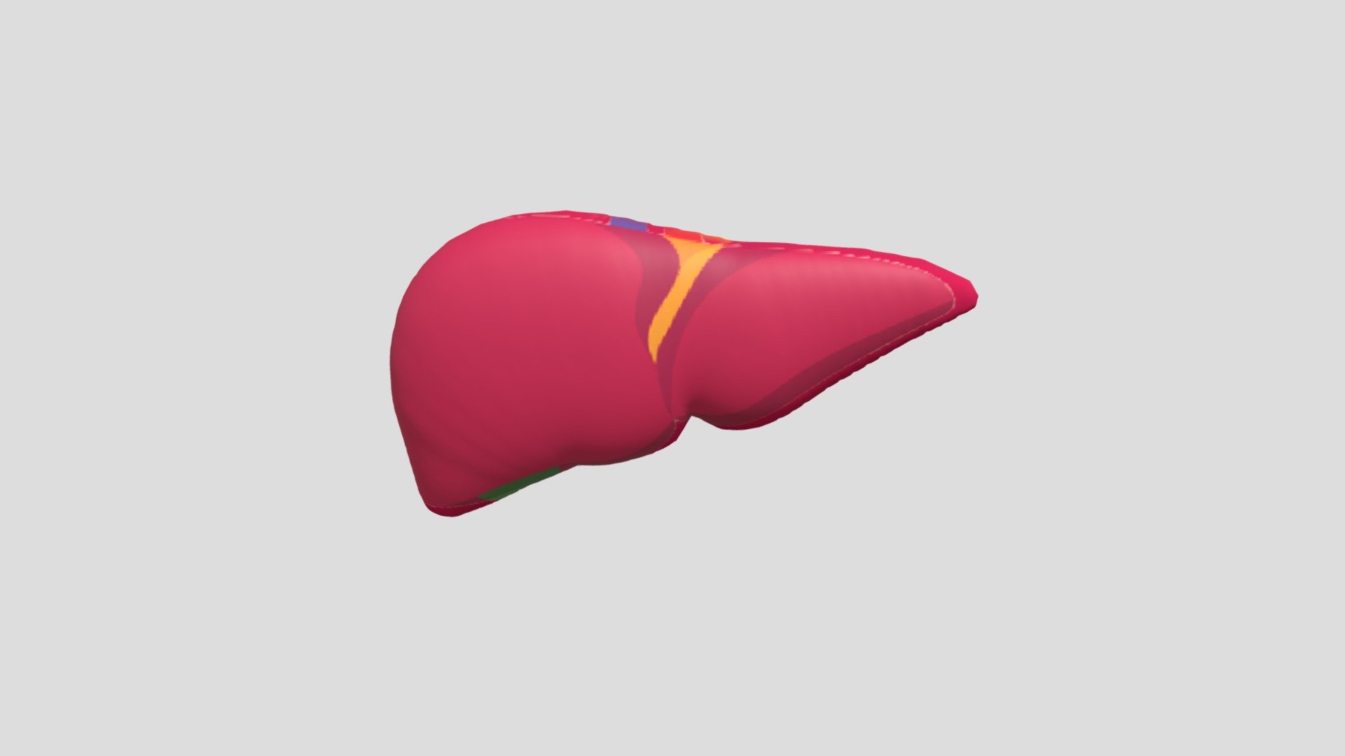 Liver - Download Free 3D model by resianjani [4ac5977] - Sketchfab