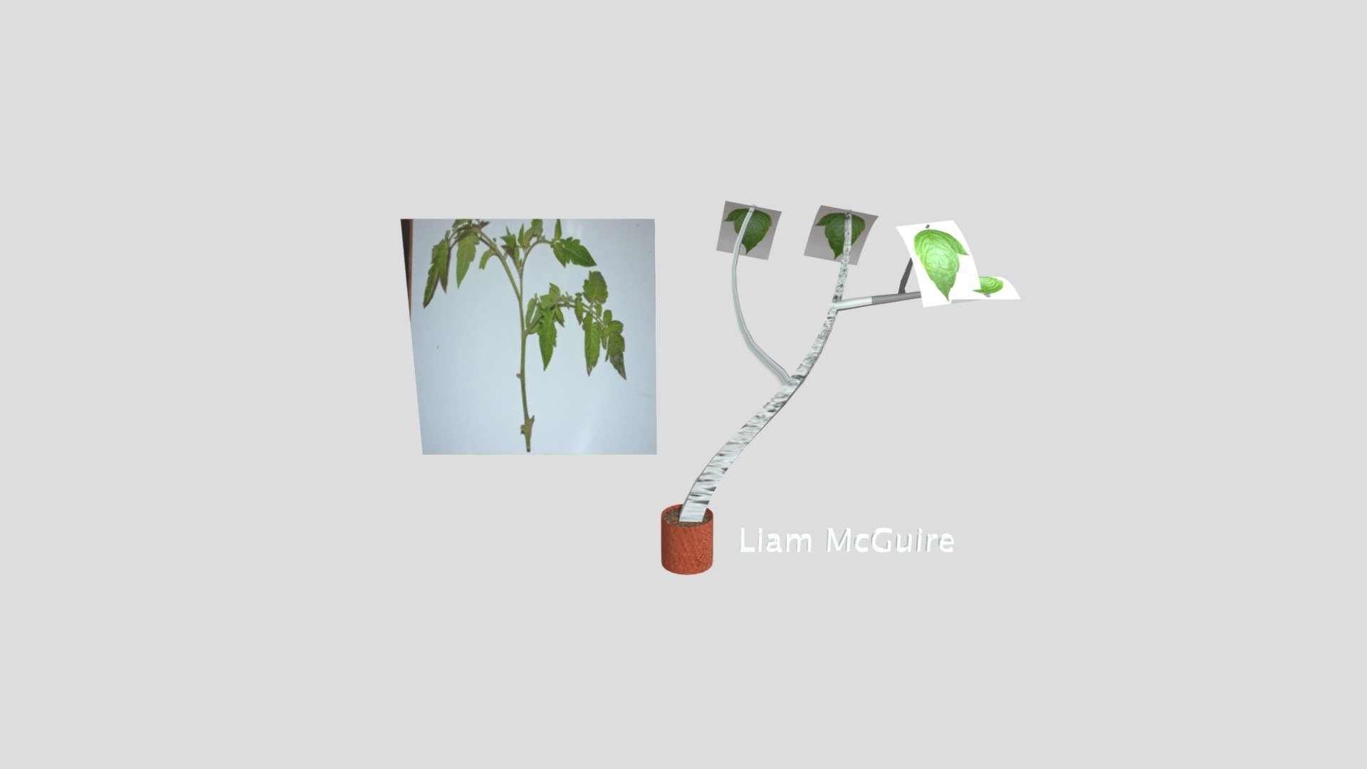 wk8_plant_mcguire_liam - Download Free 3D model by liammcguire [4ac64a3 ...