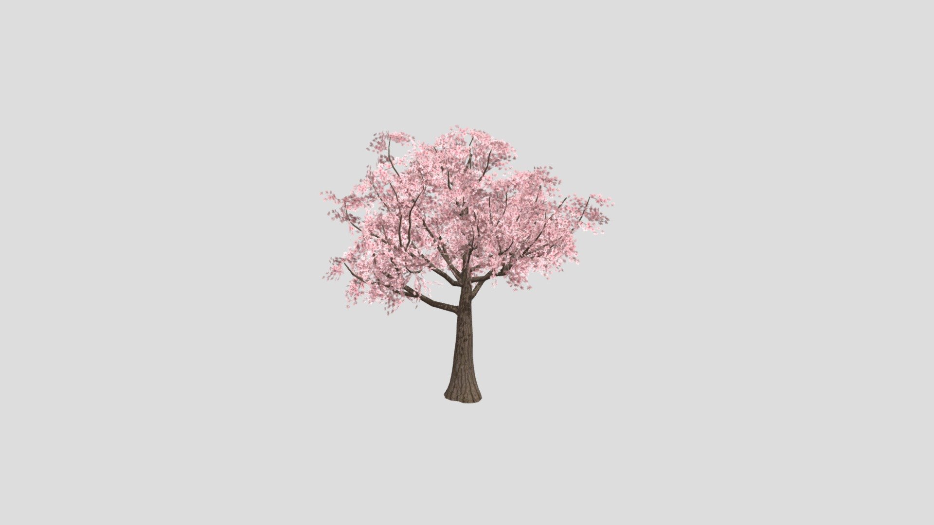 Sakura_tree_01_-_low_poly_model - 3D model by zairae.monterdega075 ...