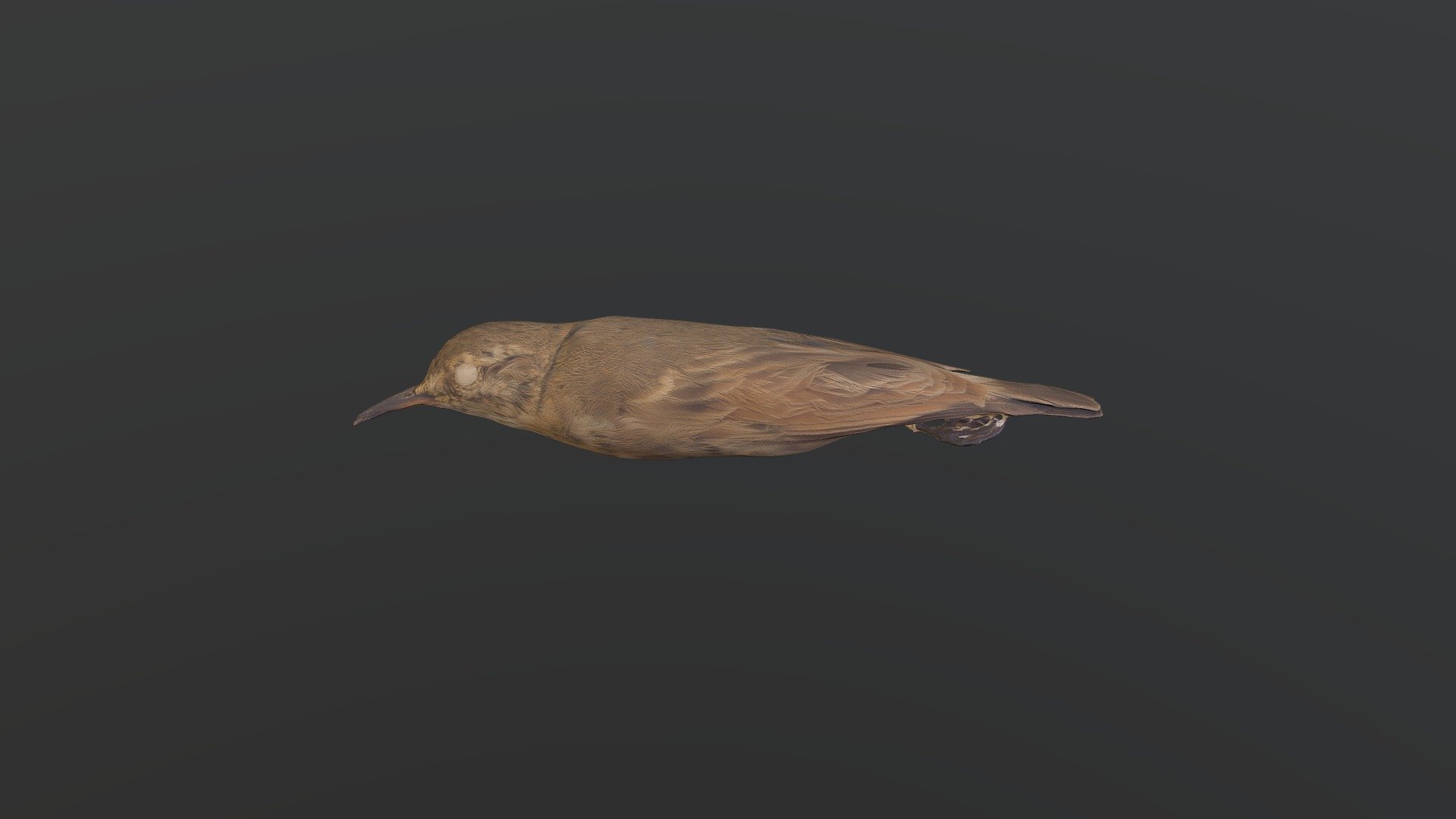 Common miner - Geositta cunicularia - Download Free 3D model by ...