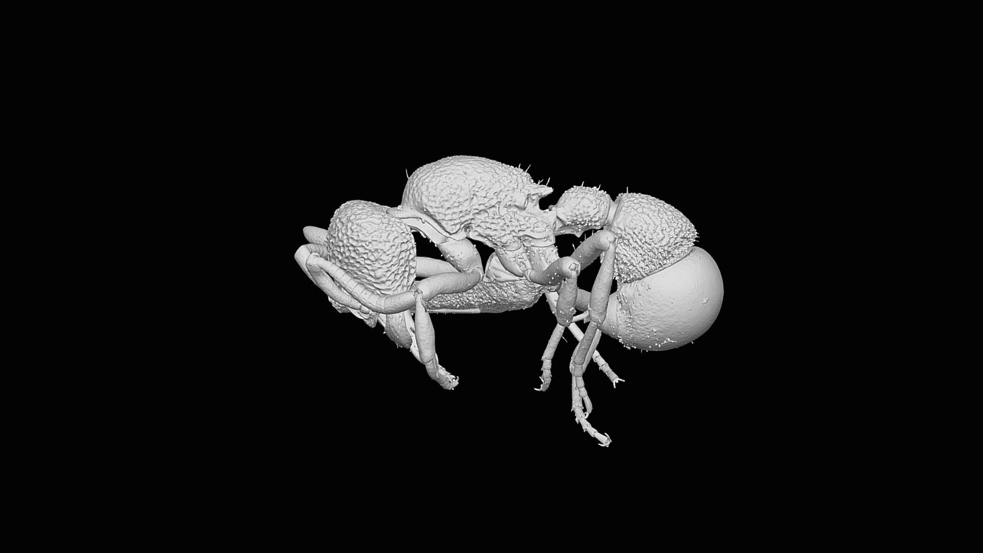 Proceratium deelemani - 3D model by Economolab (@arilab) [4acd531 ...