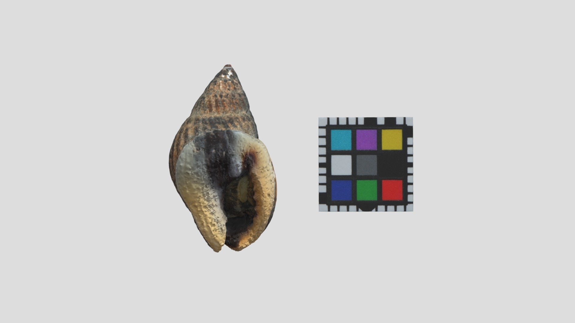 CC0 カニノテムシロ 🐚, Nassarius bellulus - Download Free 3D model by ffish ...