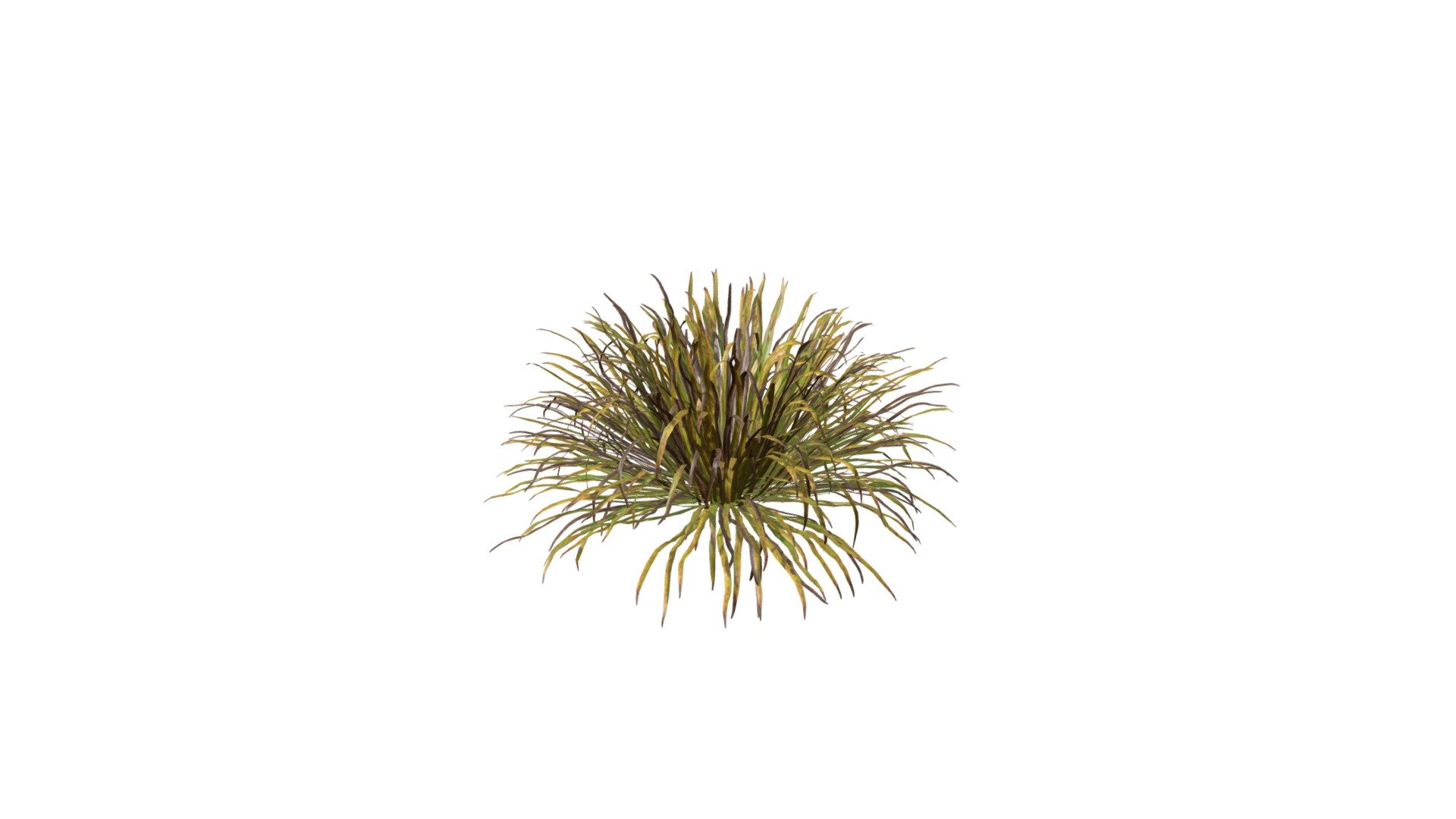 Winter Dwarf Mondo Grass shrubs - Buy Royalty Free 3D model by hkhalif ...