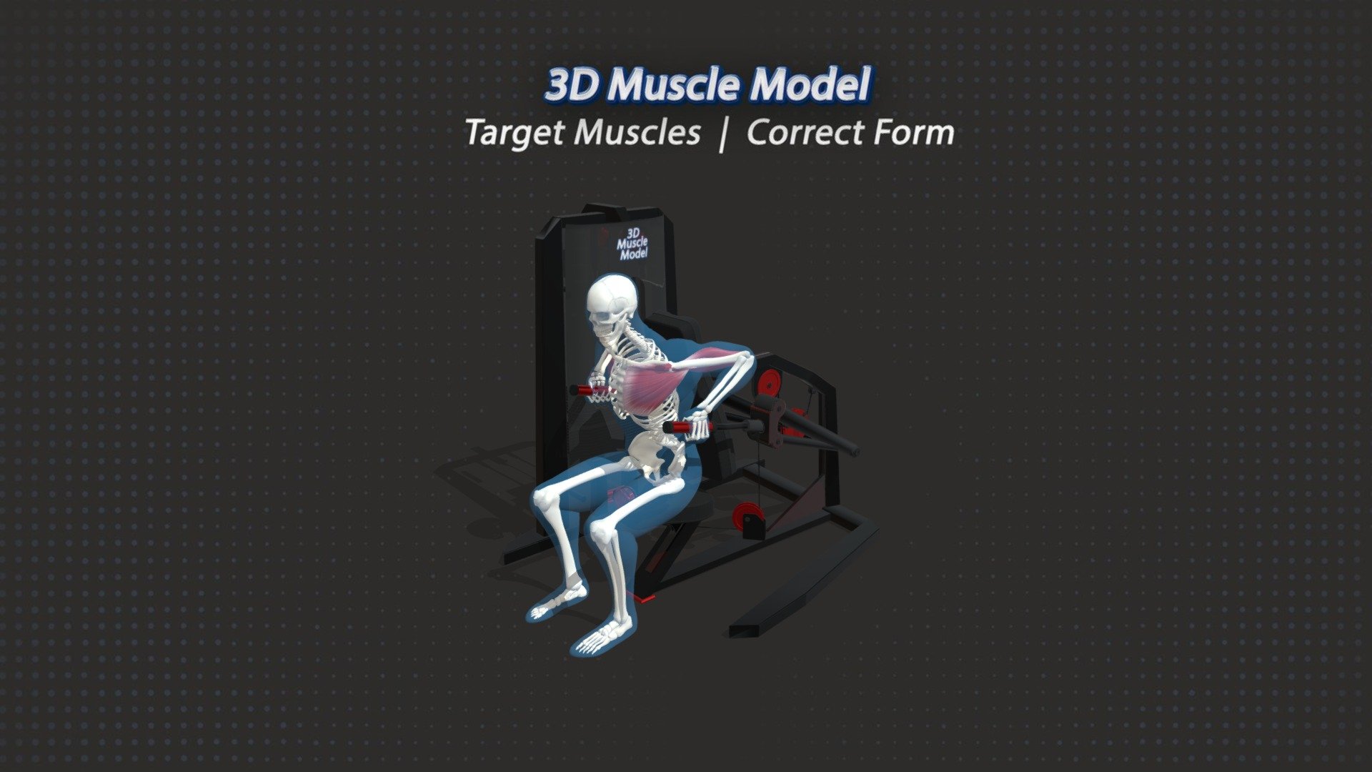 87. Cable Loaded Tricep Dip - 3D model by Mike - 3D Muscle Model ...