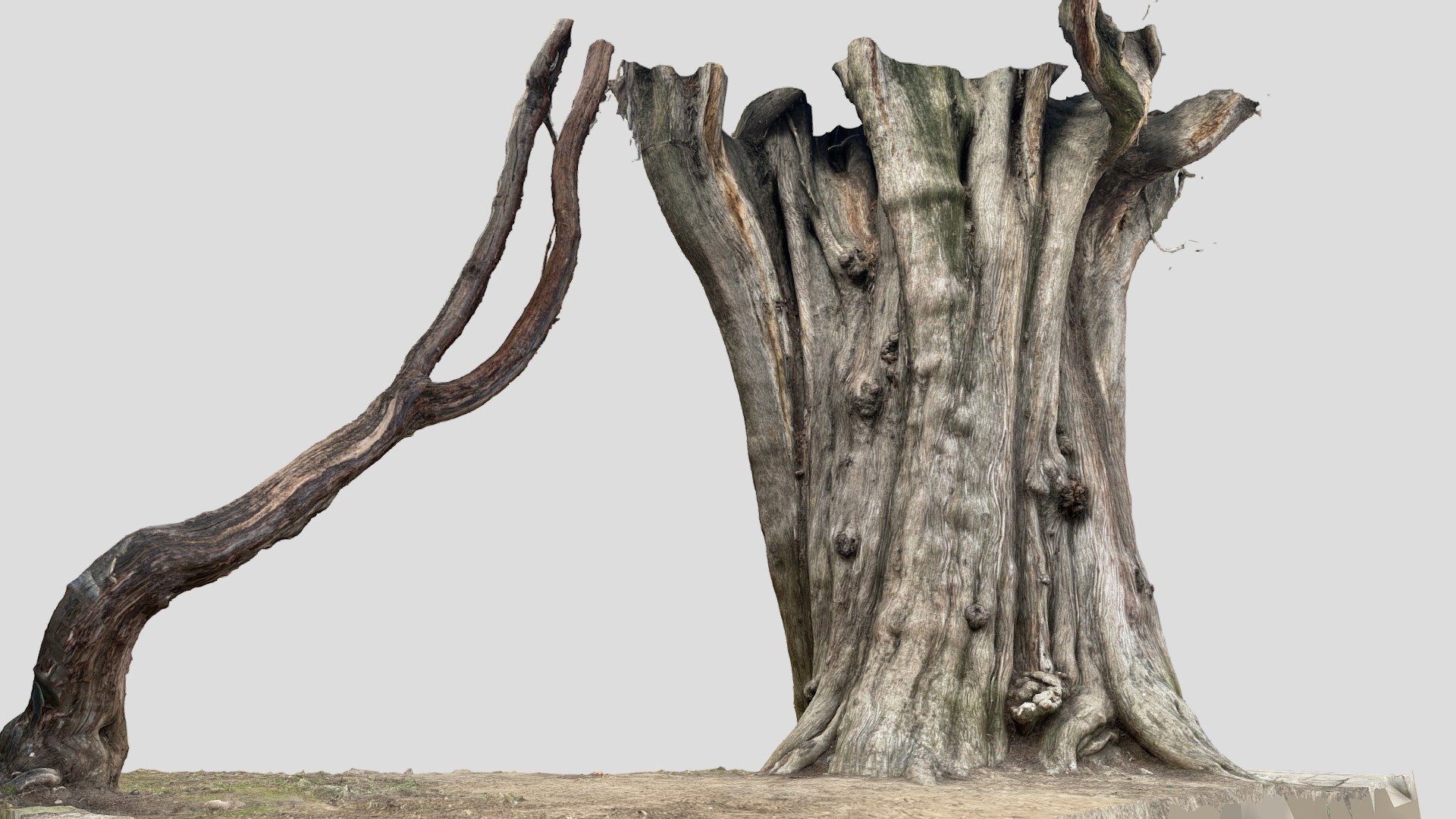 old historical tree - Download Free 3D model by ScanLife [4adc1e3 ...