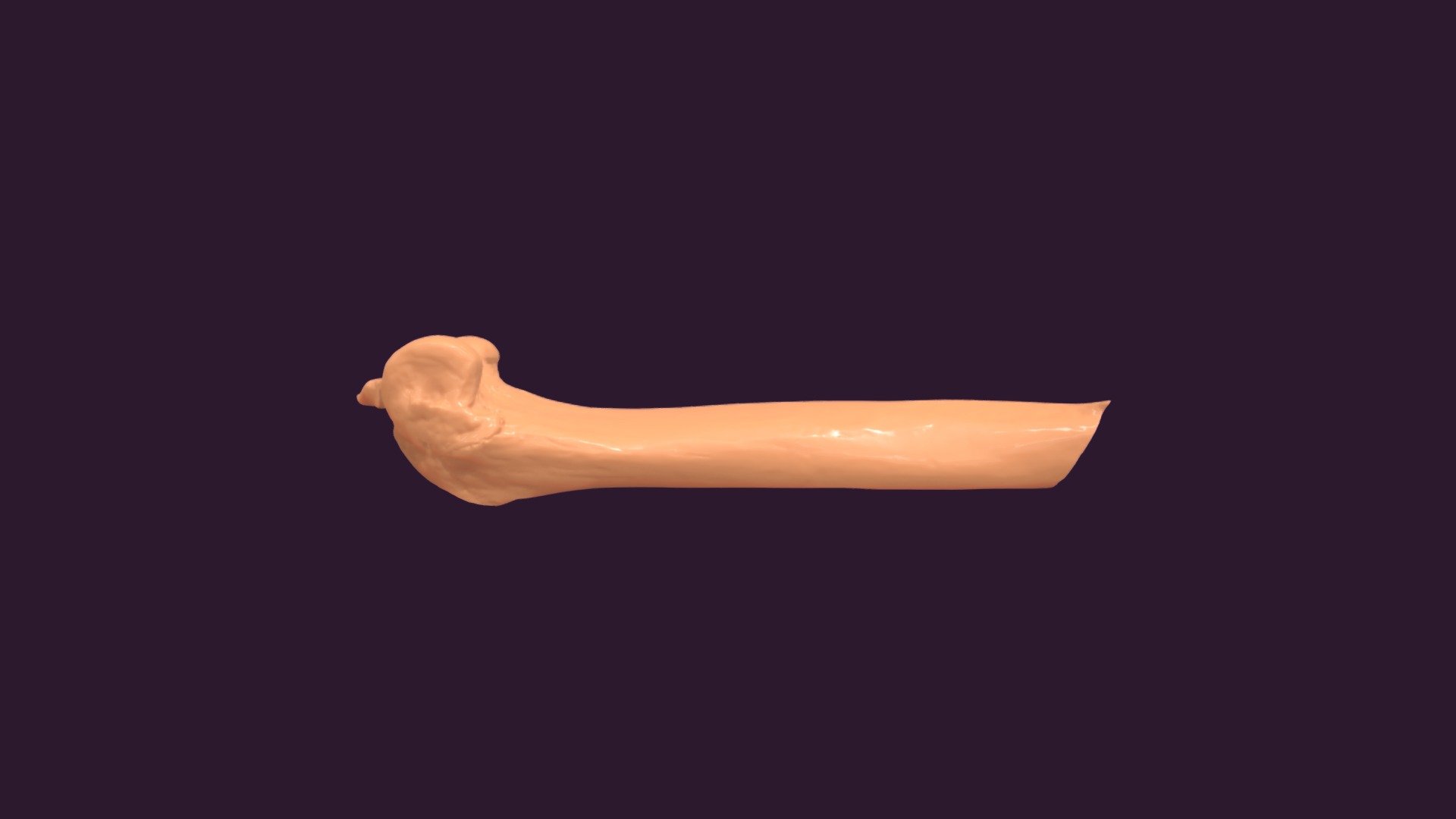 Mouse Femur - 3D model by XR Life Science (@GLS) [4ae2b2f] - Sketchfab