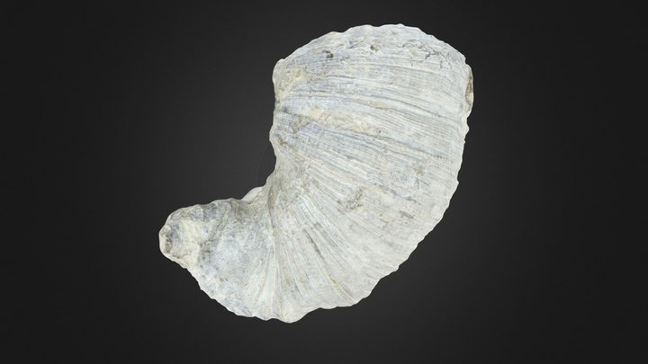 Rugose 3D models - Sketchfab