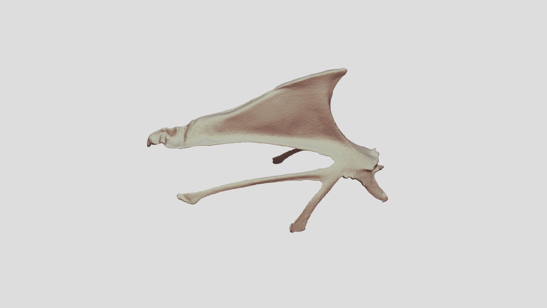Keel - 3D model by Binghamton Anthropology (@BinghamtonAnthropology ...
